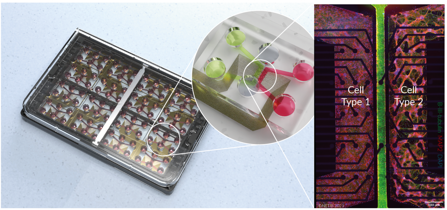 NETRI, in collaboration with Axion BioSystems, launches NeuroFluidics ...